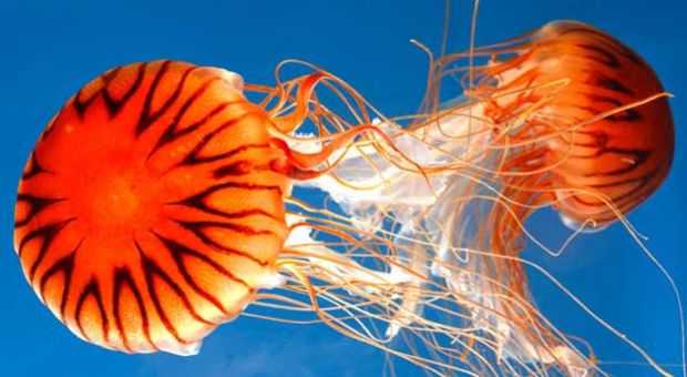 Environmental Outlook: Jellyfish And The Health Of The Ocean - Diane Rehm